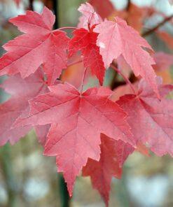 Tree Catalog | Brandywine Trees