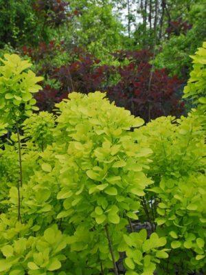 Golden Spirit Smoke Tree: A Brilliant Addition To Your Landscape