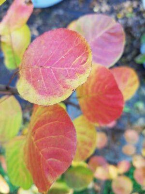 Golden Spirit Smoke Tree: A Brilliant Addition To Your Landscape