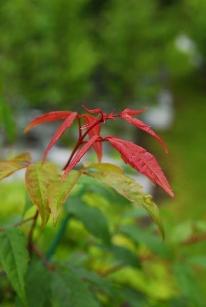 Manchurian Maple: A Striking Red-Leafed Landscape Specimen