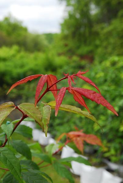 Manchurian Maple: A Striking Red-Leafed Landscape Specimen
