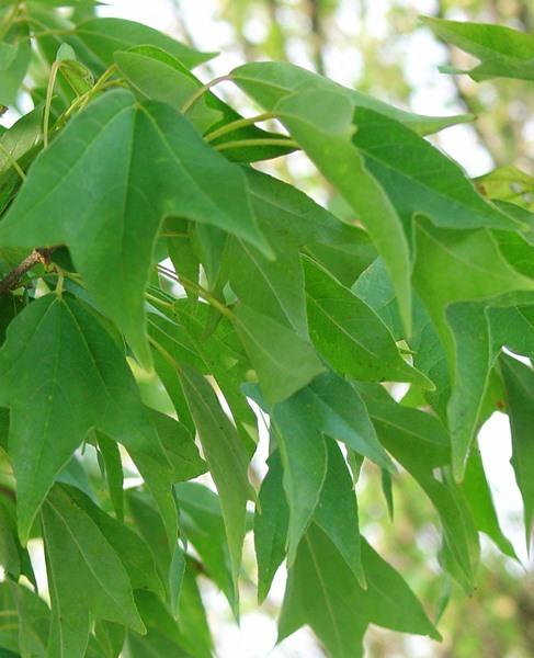 Small Trees Archives | Brandywine Trees