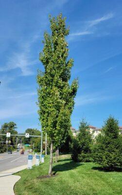 Armstrong Maple: The Perfect Tree For Beauty And Privacy | Blog Post