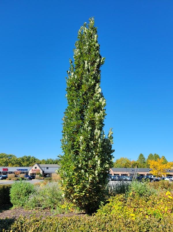 Quercus Robur ‘fastigiata’ - Columnar English Oak | Brandywine Trees