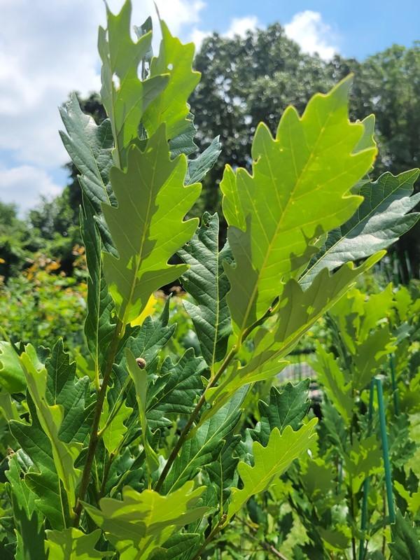 Quercus X Kindred Spirit Oak | Brandywine Trees