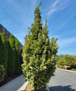 All Trees Archives | Brandywine Trees