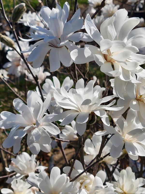 Unveiling The Splendor Of Royal Star Magnolia | BrandywineTrees