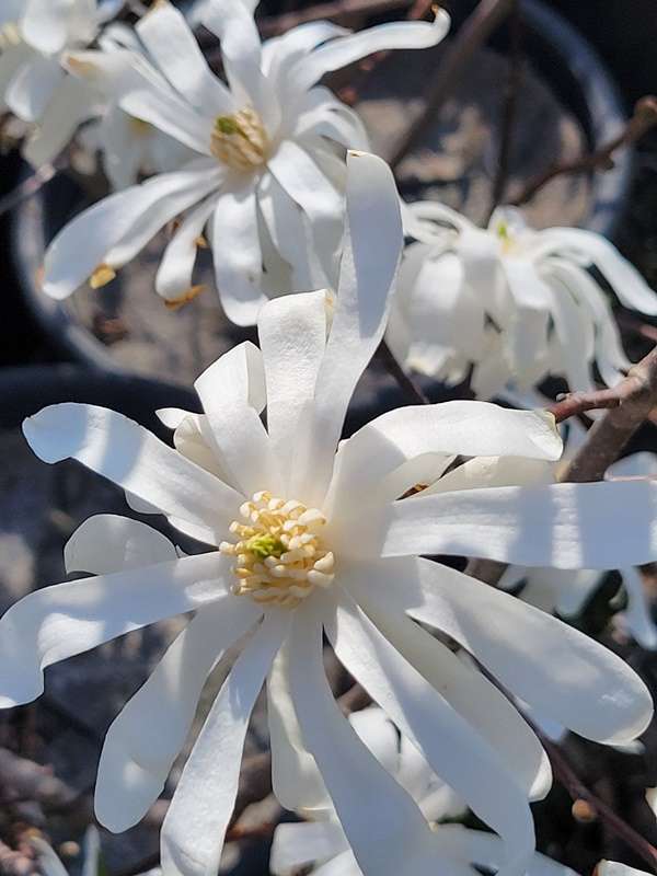 Unveiling The Splendor Of Royal Star Magnolia | BrandywineTrees