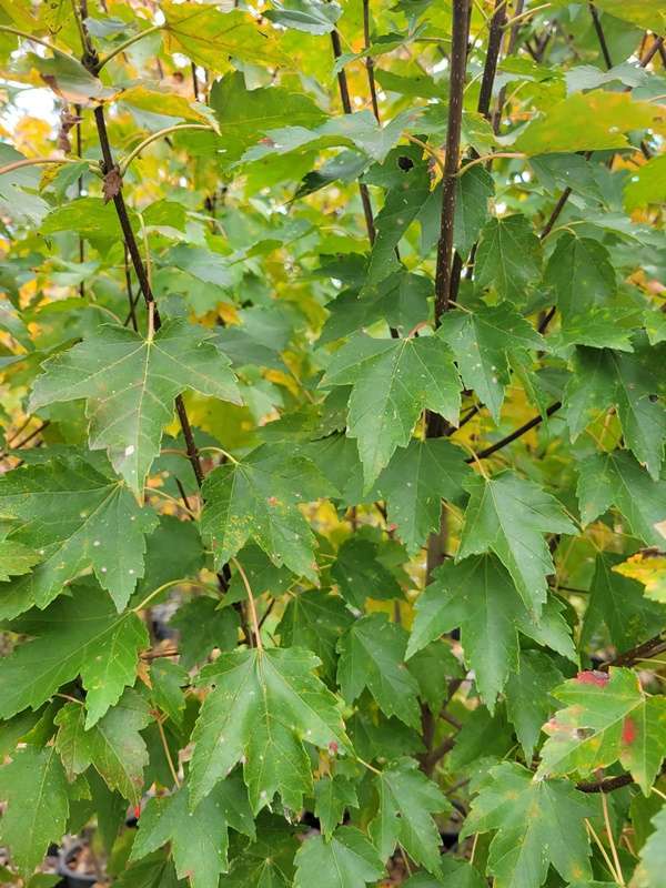 Acer Rubrum, Sun Valley Maple | Brandywine Trees